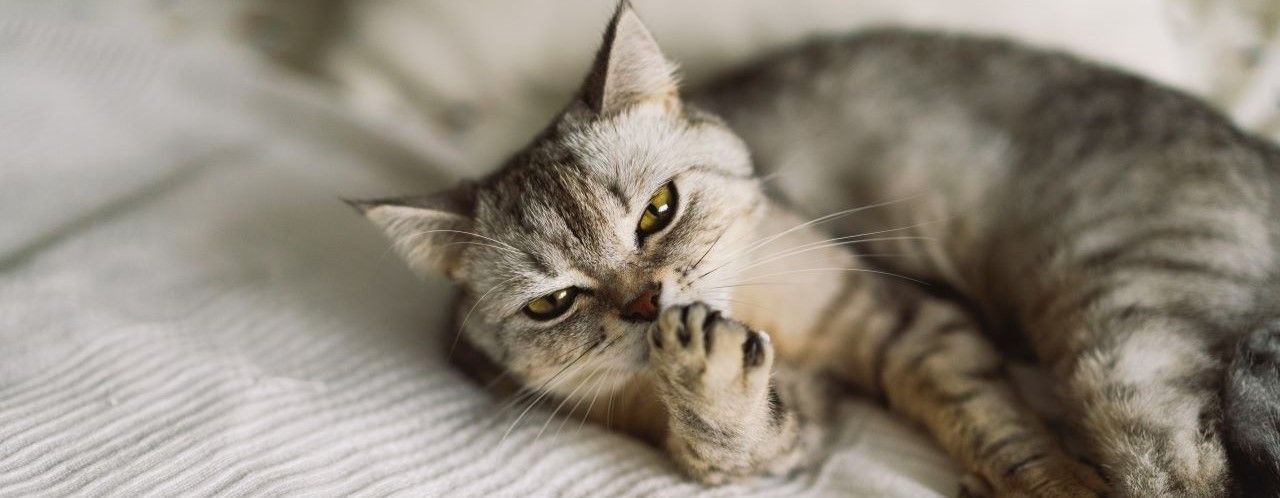 Early Detection, Lifelong Protection: Why Regular Vet Check-Ups Are ...